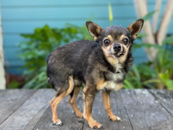 POMDR: Jackie Blackie