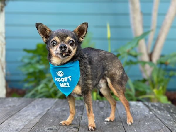 POMDR: Jackie Blackie