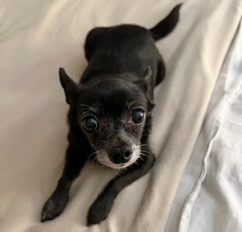 POMDR Other Adoptable Dogs